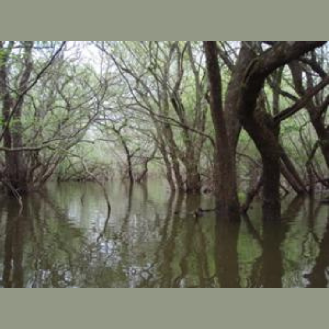 Compromise bill establishes five Texas wilderness areas