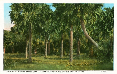 Texas Palm