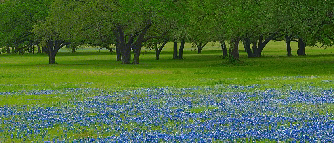 Bellard, Emory Dilworth